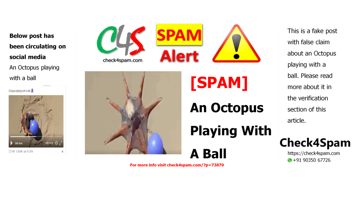 [SPAM] An Octopus Playing With A Ball - Check4Spam