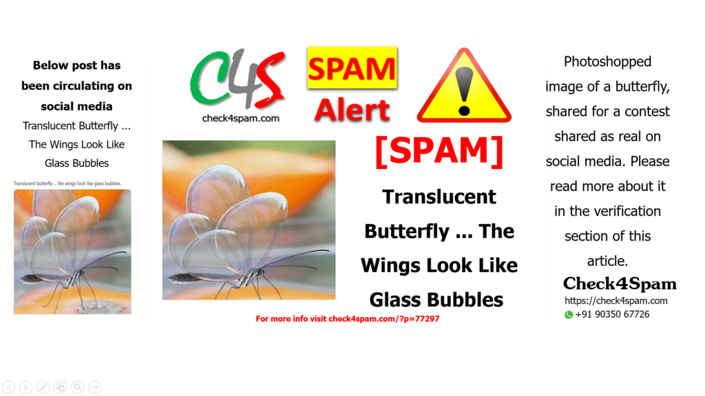 [SPAM] Translucent Butterfly ... The Wings Look Like Glass Bubbles ...